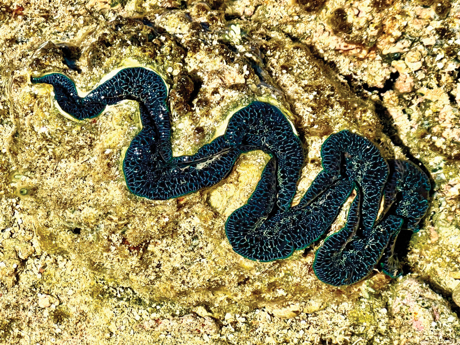 Minerva Reef: An Underwater Oasis in the South Pacific