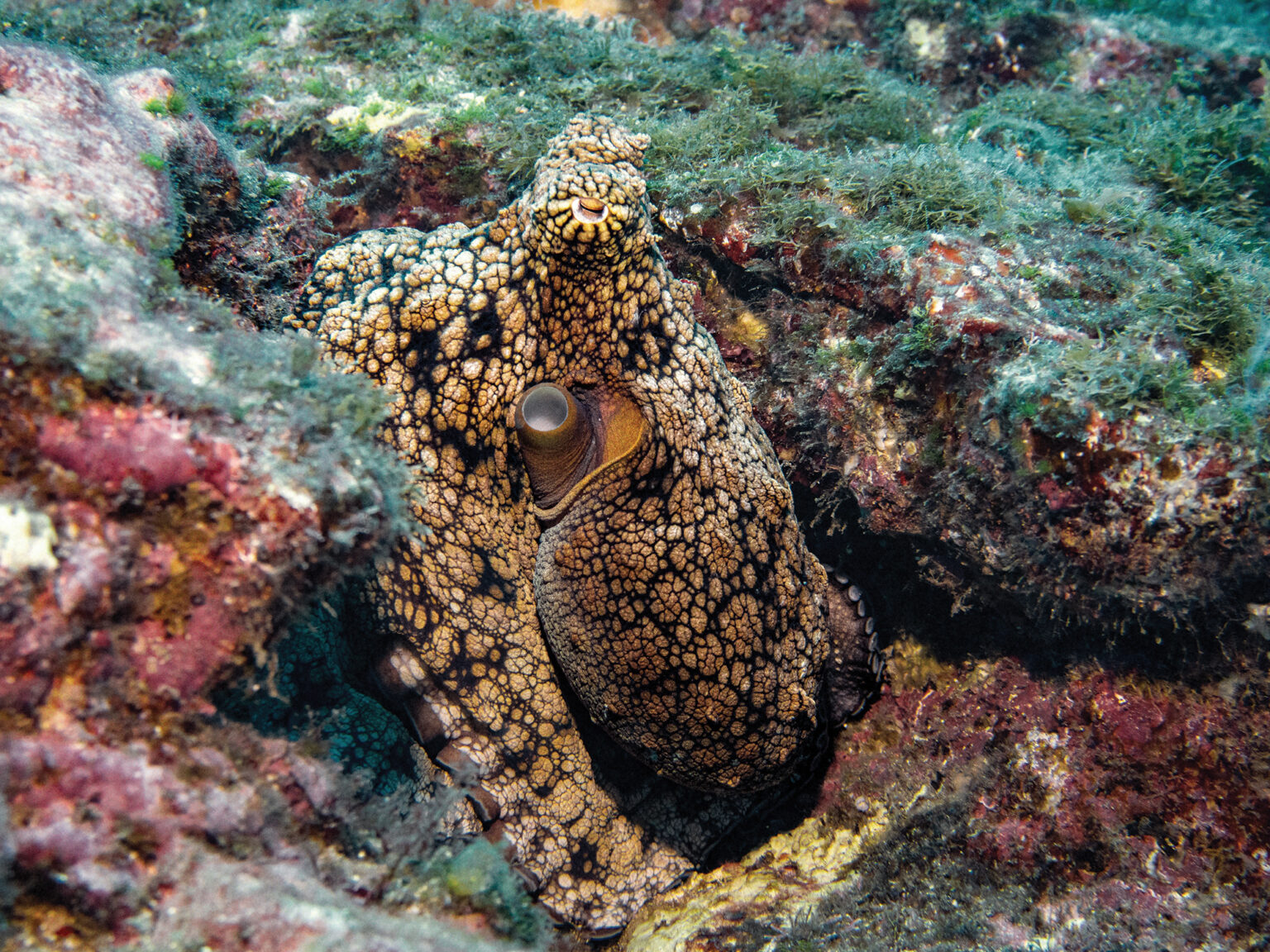 Minerva Reef: An Underwater Oasis in the South Pacific